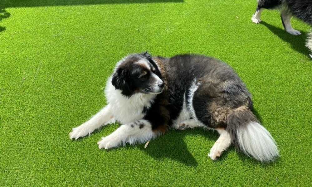 Exploring Life & Business with Colton Buchanan of Grass!365 Dallas ...