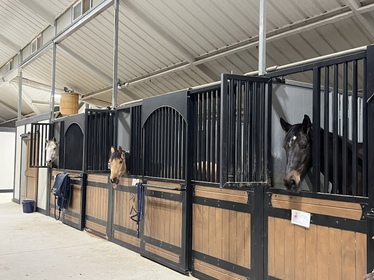 Meet Michelle Delphey of Double L Stables - Voyage Dallas Magazine | Dallas City Guide