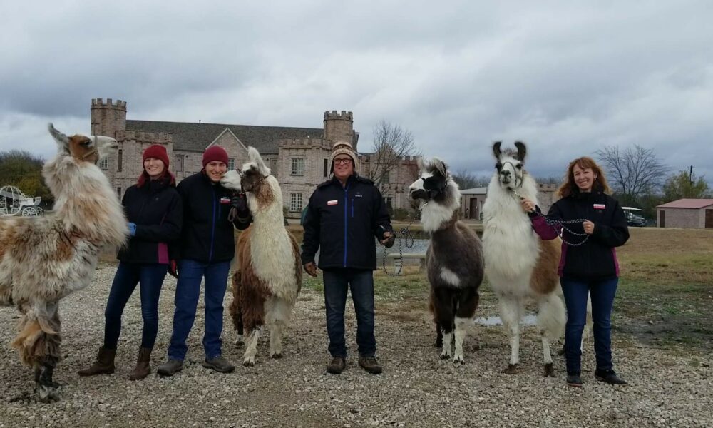 Hidden Gems: Meet Sharon Brucato of ShangriLlama - Voyage Dallas ...