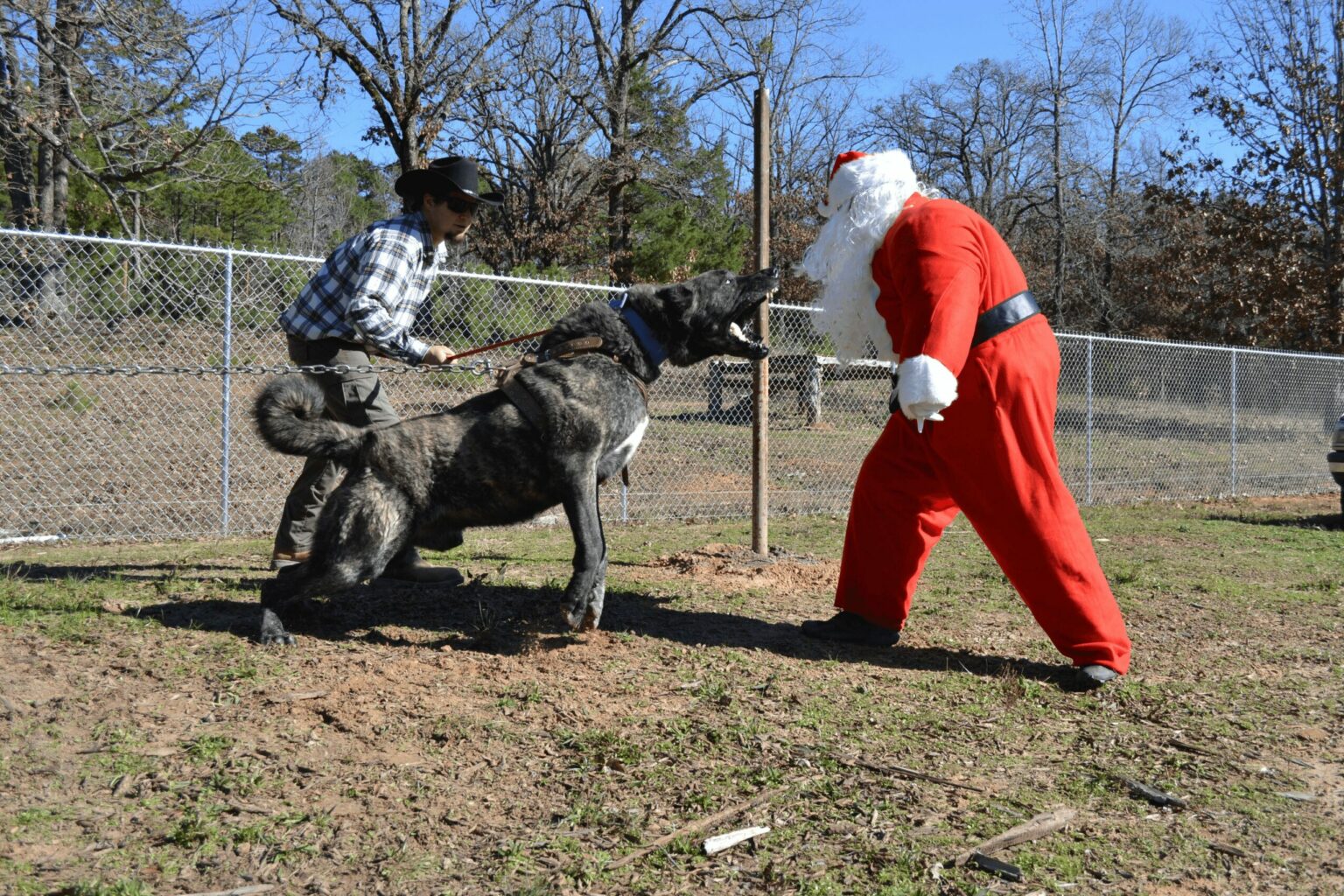 Hidden Gems: Meet Gerhard Maale of Lone Star Mastiffs and Lone Star ...