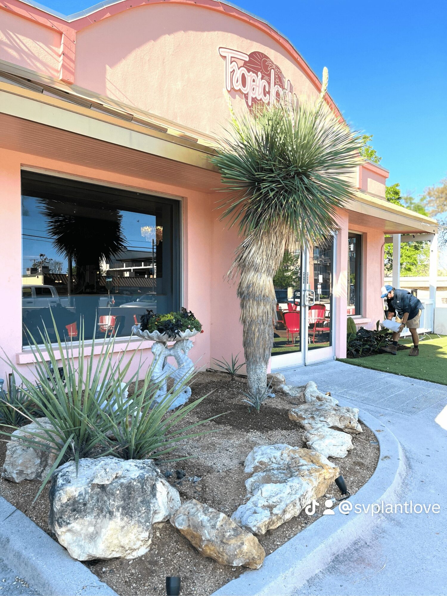 Community Highlights: Meet Veronica Dominguez of S & V Plant Love - Voyage Dallas Magazine ...