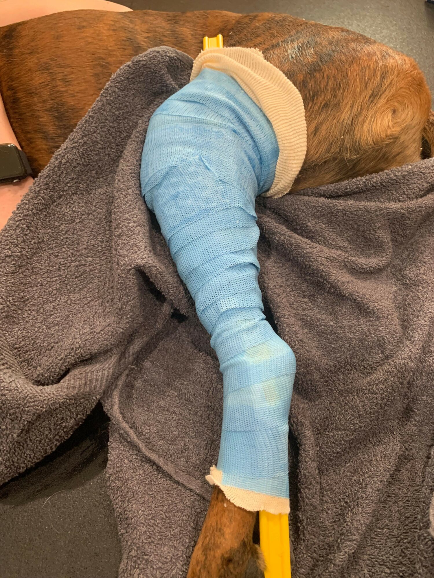 Hidden Gems: Meet Michele Broadhurst of Rehab 4 Pets - Voyage Dallas ...