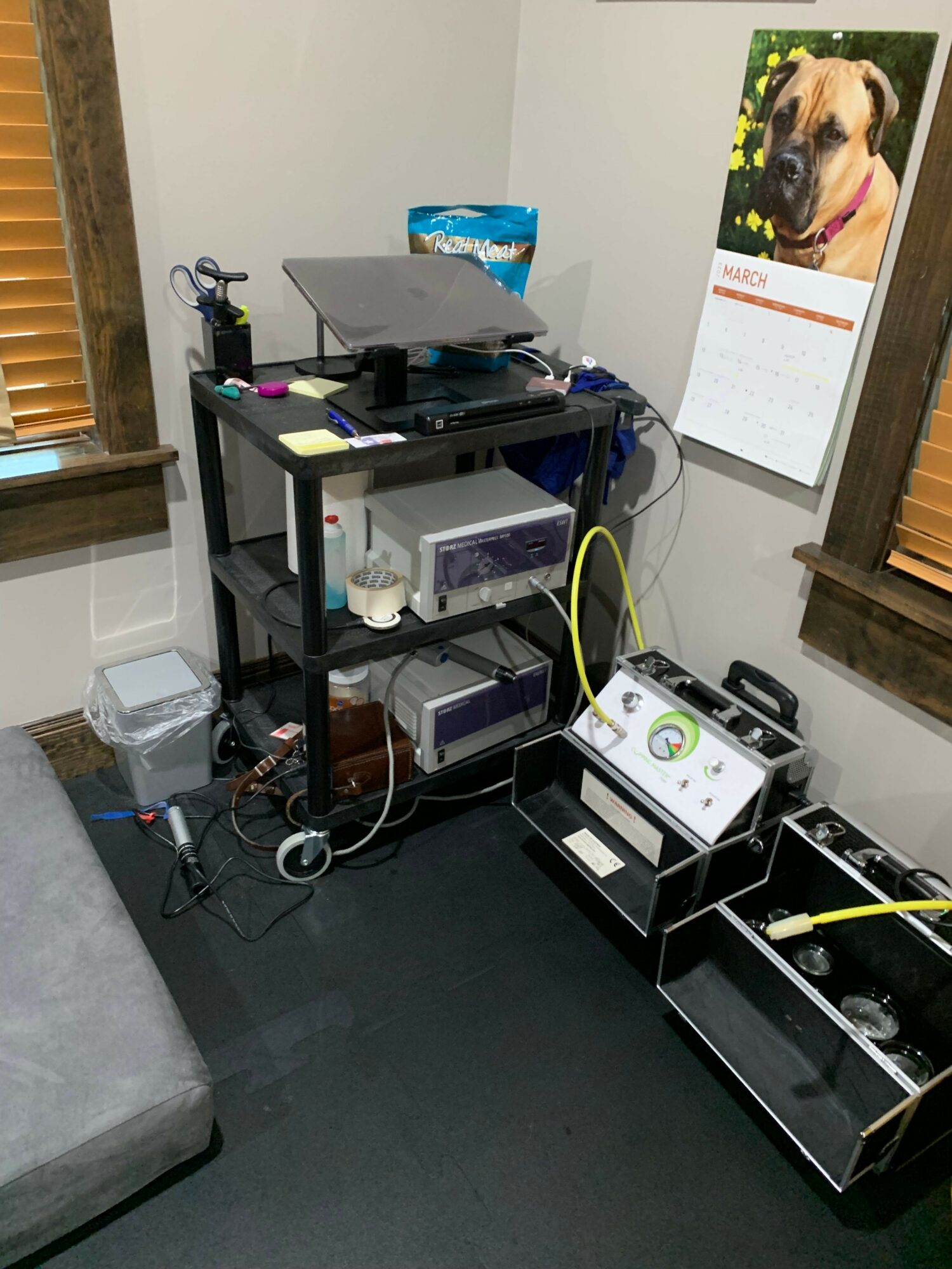 Hidden Gems: Meet Michele Broadhurst of Rehab 4 Pets - Voyage Dallas ...