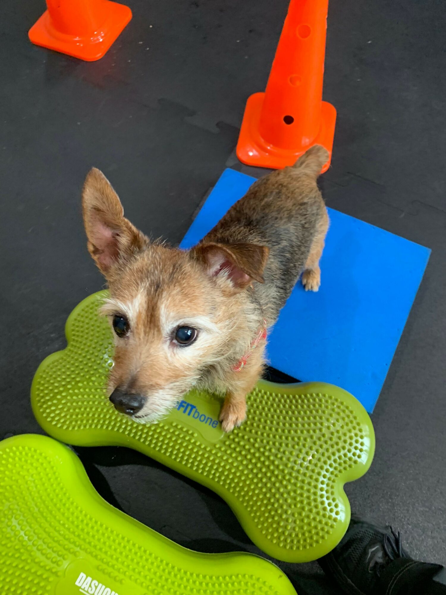 Hidden Gems: Meet Michele Broadhurst of Rehab 4 Pets - Voyage Dallas ...