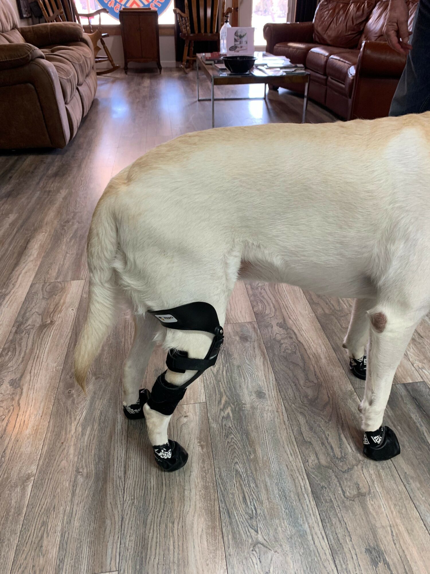 Hidden Gems: Meet Michele Broadhurst of Rehab 4 Pets - Voyage Dallas ...