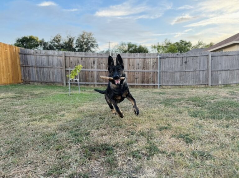 Meet Hillary Adams of M & N Pet Services - Voyage Dallas Magazine ...