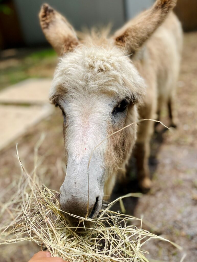 Meet Hillary Adams of M & N Pet Services - Voyage Dallas Magazine ...