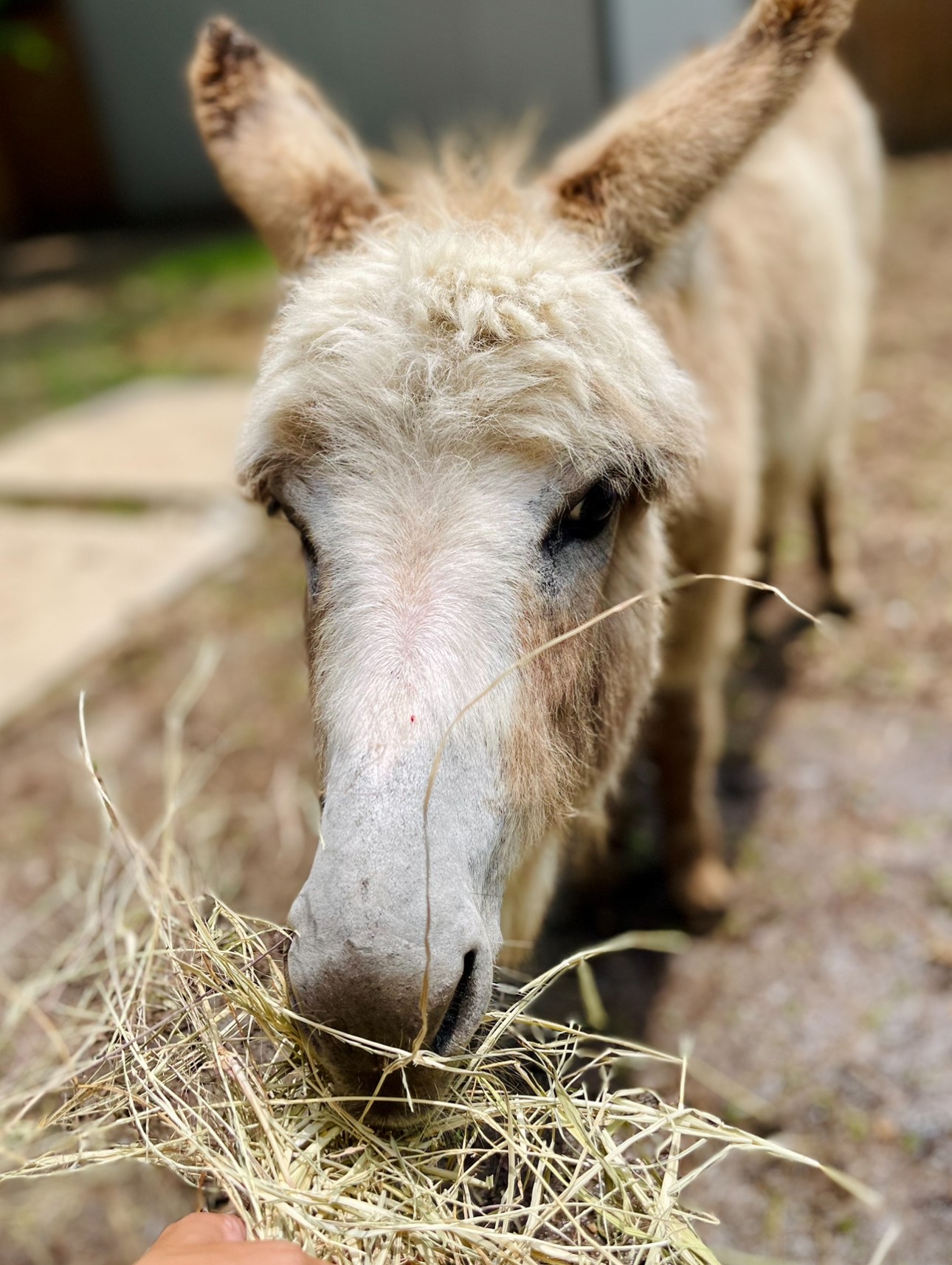 Meet Hillary Adams of M & N Pet Services - Voyage Dallas Magazine ...