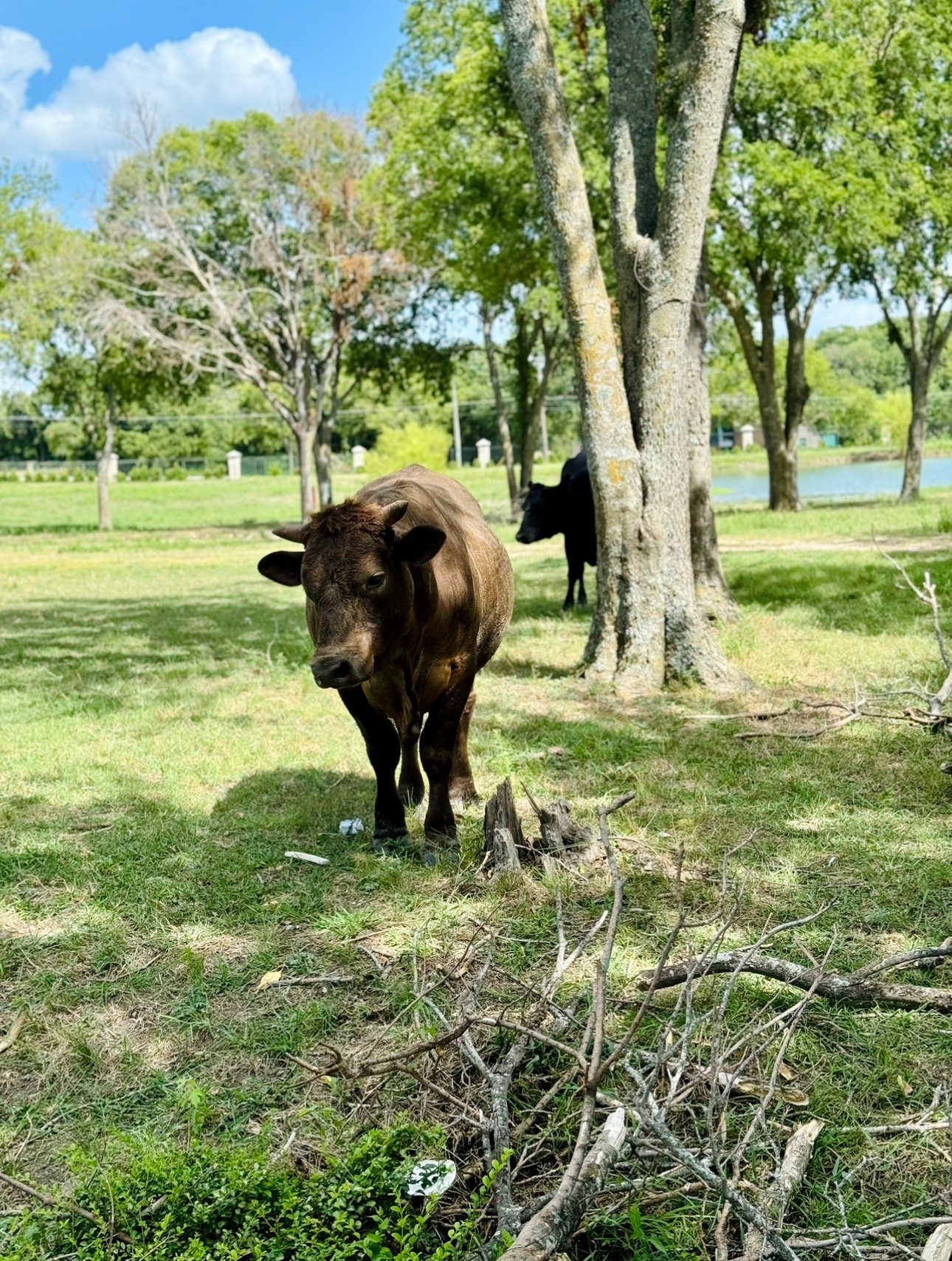 Meet Hillary Adams of M & N Pet Services - Voyage Dallas Magazine ...