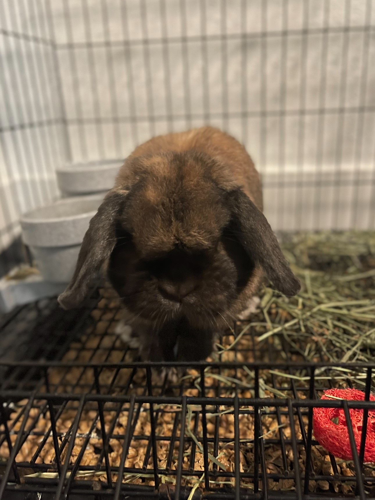 Meet Hillary Adams of M & N Pet Services - Voyage Dallas Magazine ...