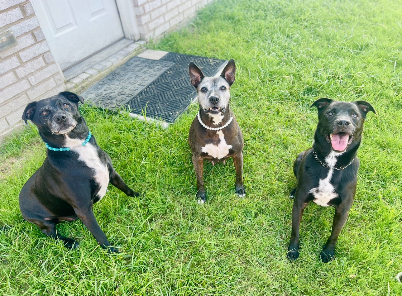 Meet Hillary Adams of M & N Pet Services - Voyage Dallas Magazine ...