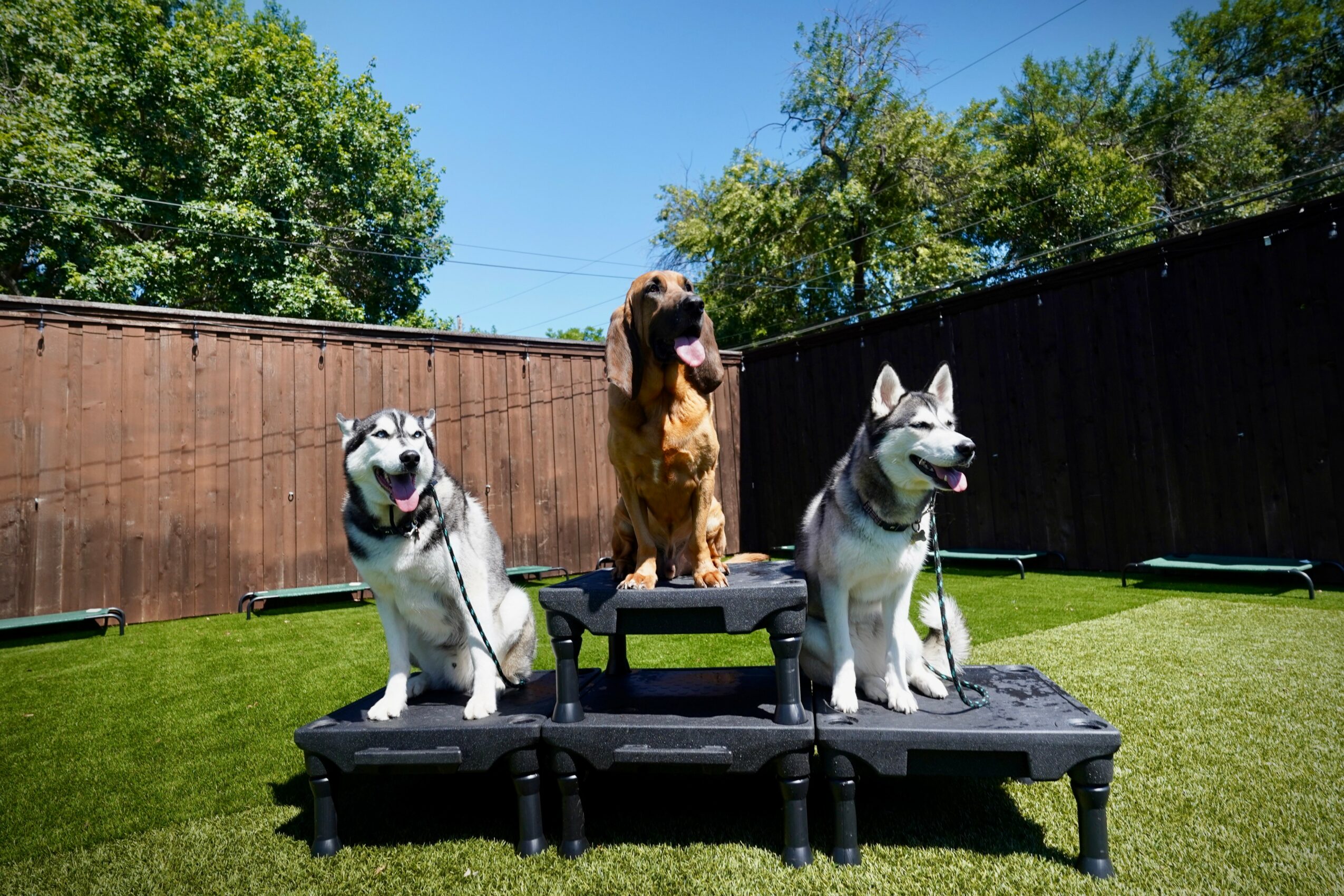 Inspiring Conversations with Joseph Starr of Starr Dog Behavior ...