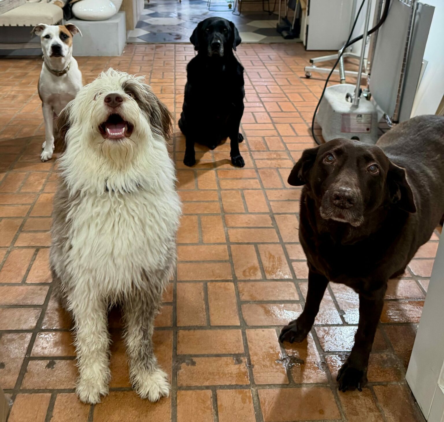 Exploring Life & Business with Hillary Adams of M & N Pet Services ...