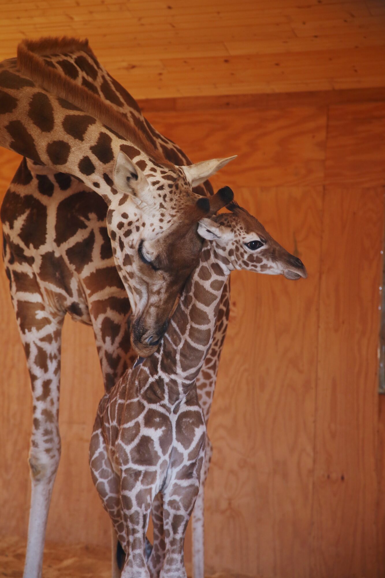 Check Out Francesca Lawrence’s Story - Voyage Dallas Magazine | Dallas ...