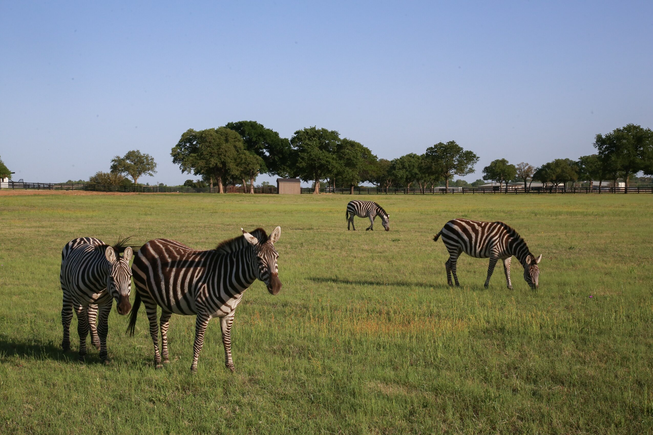 Check Out Francesca Lawrence’s Story - Voyage Dallas Magazine | Dallas ...