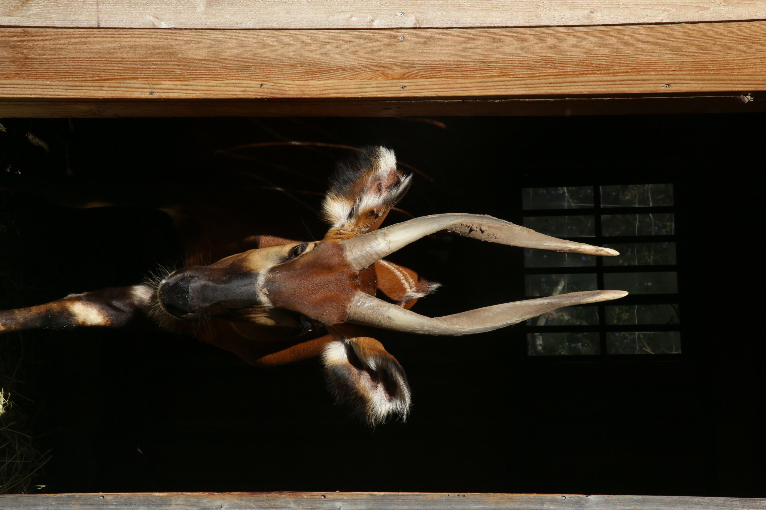 Check Out Francesca Lawrence’s Story - Voyage Dallas Magazine | Dallas ...