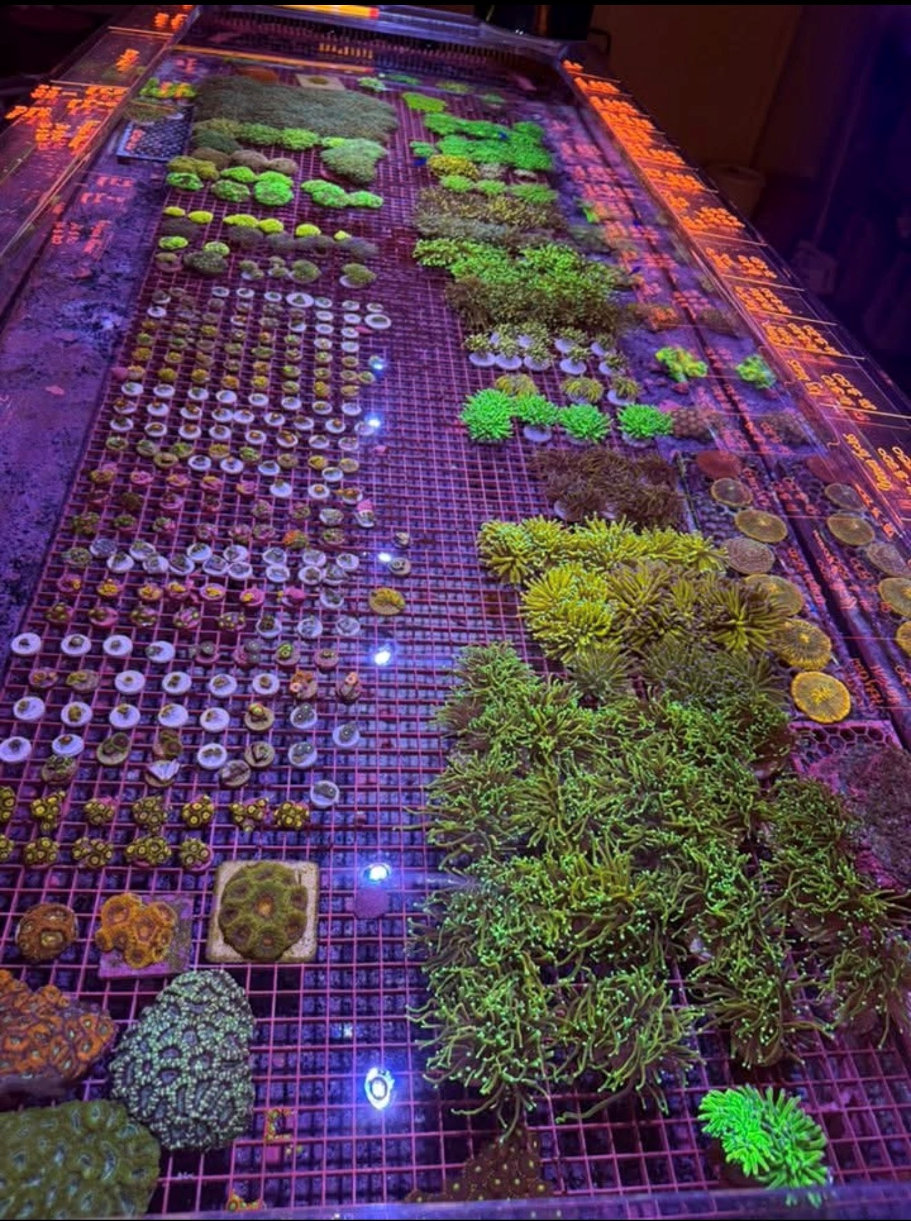 Community Highlights: Meet Jason & Vanucia Cohn of The Coral Station ...