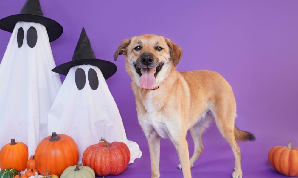 Hidden Gems: Meet Willow Run Pet Resort Willow Run Pet Resort of Willow ...